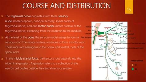Trigeminal Nerve Ppt Pptx Ear Nose And Throat Conditions