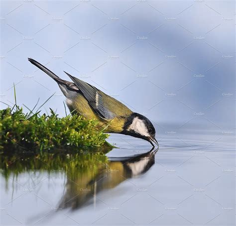 Birds Drinking Water Artofit