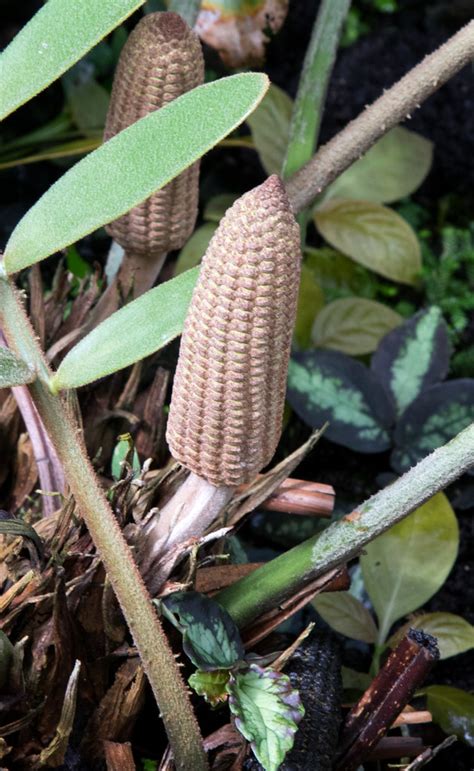 Florida Arrowroot Zamia Pumila Matthaei Gardens And Cons Flickr