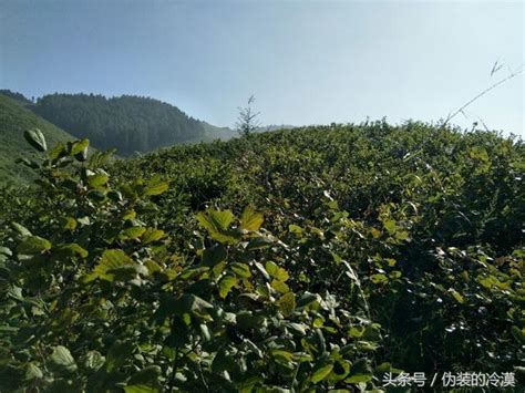 山上的榛子樹有的是啊榛子呢 每日頭條