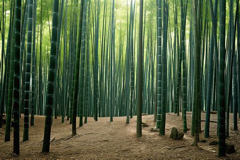 대나무 숲은 숲 바닥에 서있는 높은 대나무 스탠드로 가득합니다 고창군 고창읍성 고해상 배경 일러스트 및 사진 무료 다운로드 Pngtree