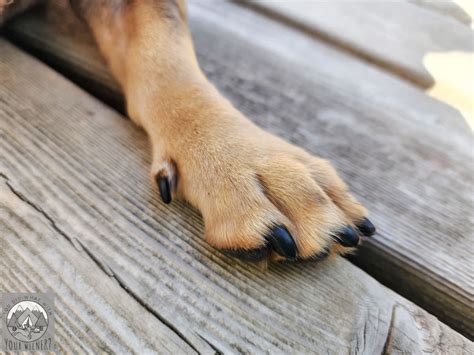Dachshund Dew Claws What You Need To Know The Dachshund Lover Store