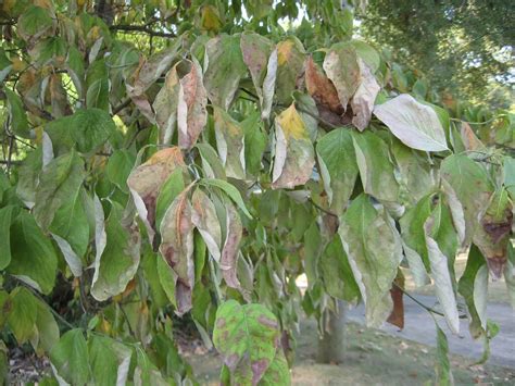 Water Your Trees To Help Them Survive In Harmony Sustainable Landscapes