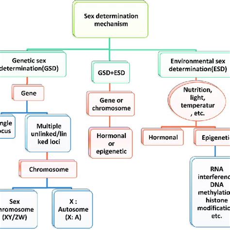 Different Types Of Sex Determination Mechanisms In The Plant Kingdom Download Scientific Diagram
