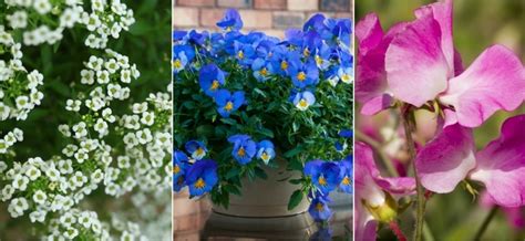 Fragrant Plants For Containers