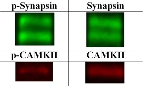 Synapsin I [p Ser603] Antibody Azide Free Nb300 181 By Novus Part Of Bio Techne
