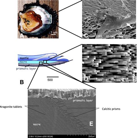 The Structure Of The Shell Of The Pearl Producing Oyster Pinctada Download Scientific Diagram