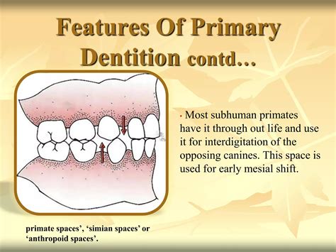 Development Of Occlusion Pptx