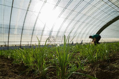 蔬菜采摘大棚高清图片下载 正版图片500757135 摄图网