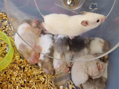 2탄 골든햄스터 모색알아보기 크림컬러 골든햄스터 올베이지 베이지밴디드 네이버 블로그