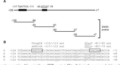 Figure 3 From Activator Protein 1 And Smad Proteins Synergistically