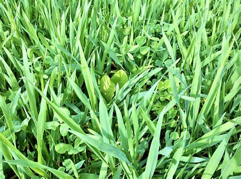 Picking The Best Food Plot For Deer In Fall And Winter Great Days