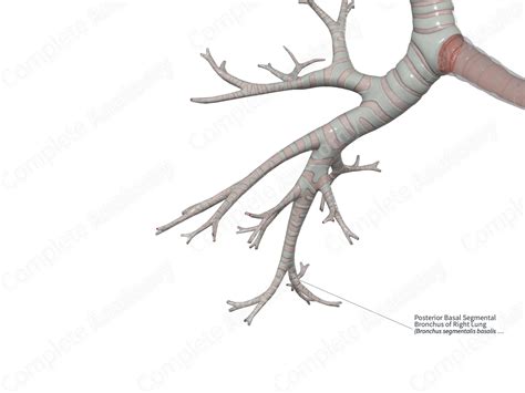 Posterior Basal Segmental Bronchus Of Right Lung Complete Anatomy