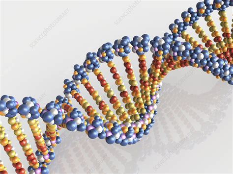 DNA Molecule Computer Artwork Stock Image C Science Photo Library