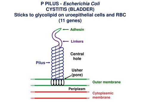Ppt Cell Shape Coccus Sphere Coccus Single Diplococcus Two Powerpoint Presentation Id