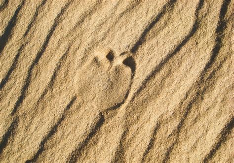 무료 이미지 모래 록 목재 조직 사막 발자국 흙 자료 단봉 낙타 닫다 자취 지질학 3264x2285 752768 무료 이미지 Pxhere