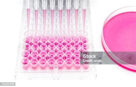 멀티 채널 파이펫 96 웰 마이크로 플레이트 및 액체 매체를 포함하는 페트리디시를 이용한 시험관 내 세포 배양 분석 T세포에 대한 스톡 사진 및 기타 이미지 Istock