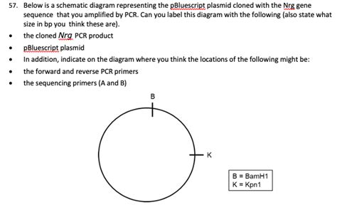 57 Below Is A Schematic Diagram Representing The