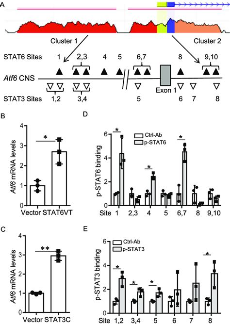 Stat3 And Stat6 Induce Atf6 Expression By Th2 And Th17 Cells A Stat3