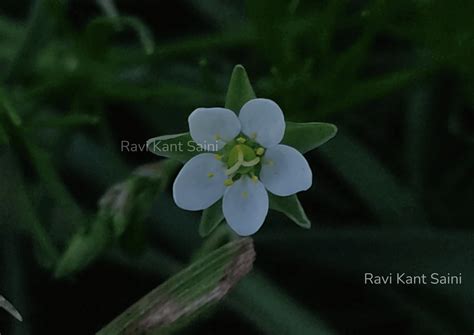 Spergularia Flaccida Madden Imturner Caryophyllaceae By Plants Of
