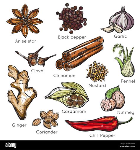 Indian Spices Herbs Icon Set Colored And Isolated With Titles Anise