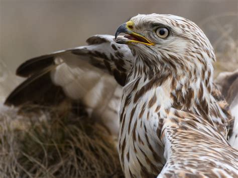 Rough Legged Hawk Bird Facts Buteo Lagopus Birdfact