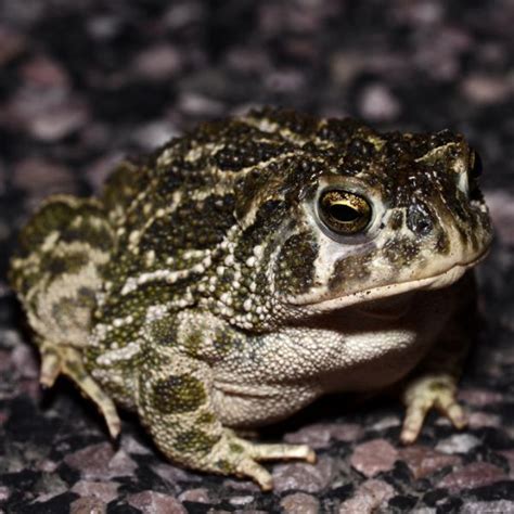Frogs In South Dakota 12 Vibrant Species
