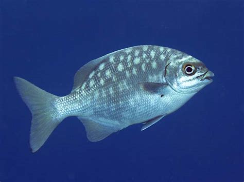 ミナミイスズミ 海にKiss とむやむ君HP 海の図鑑