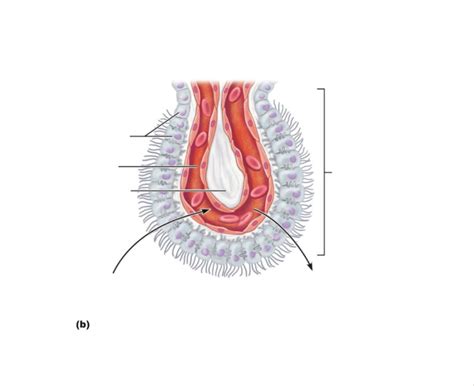 CSF Formation By Choroid Plexus Not Part Of Study Guide Diagram Quizlet