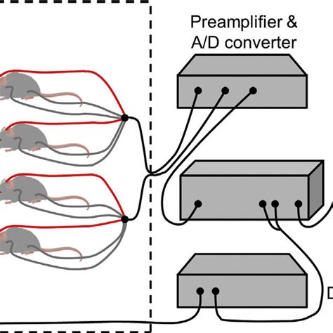 A Schematic For Auditory Brainstem Response Setup Four Mice Are