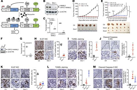 Mpc Staff Contribution For Jci Publication Molecular Pathology Core