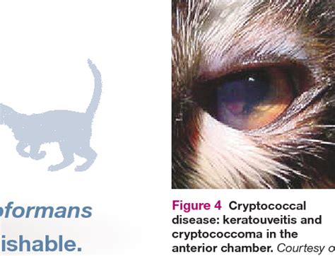 [pdf] Cryptococcosis In Cats Semantic Scholar
