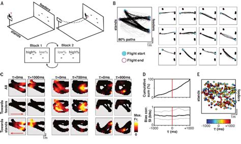 Nonlocal Spatiotemporal Coding Is Present During Goal Directed