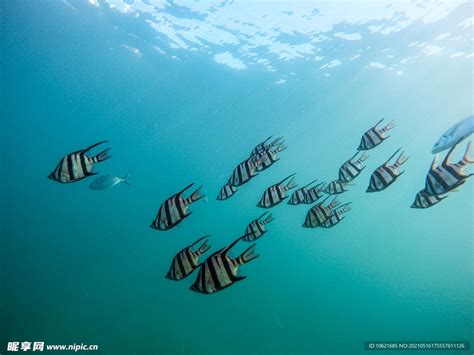 鱼 摄影图 海洋生物 生物世界 摄影图库 昵图网