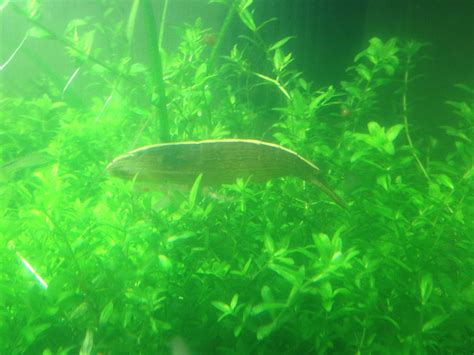 10 ти сантиметровый банановый фильтратор пополнил мою коллекцию Пикабу