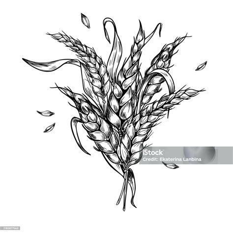 밀 귀의 무리 건조 허브와 곡물 블랙 화이트 그래픽 벡터 일러스트 레이 션 절연 이삭 호밀 보리 줄기 단색 손으로 그린 식물 스케치 디자인 천연 제품 베이커리 가라지에 대한