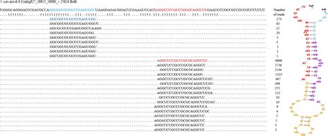 Sequence And Predicted Secondary Stem Loop Structure Of Nca Novel 8