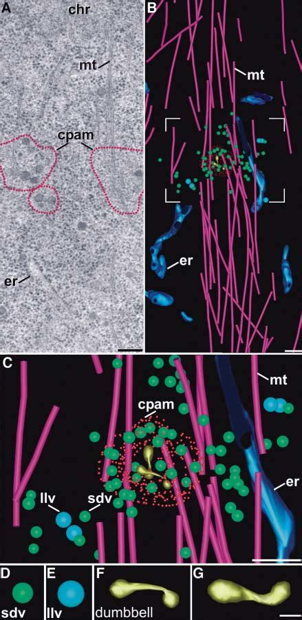 Phragmoplast Initials Download Scientific Diagram
