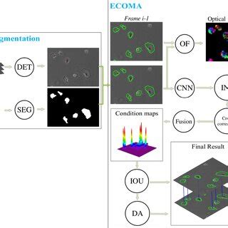 Framework Of The Proposed Cell Tracking Algorithm Download Scientific Diagram