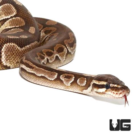 Lesser Ball Pythons Python Regius For Sale Underground Reptiles