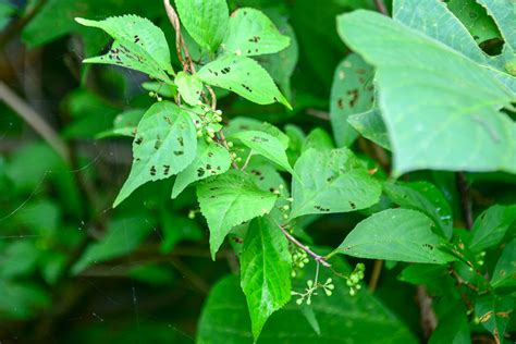 여름에 피는 꽃과 열매