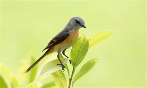 Small Minivet Birdforum