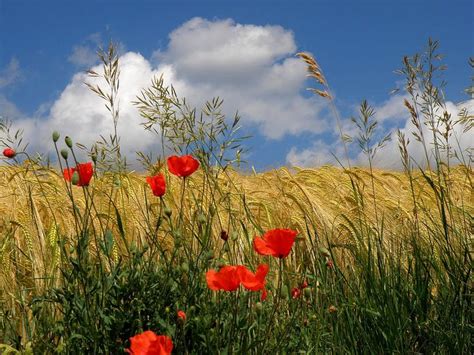 И цветы и шмели и трава и колосья Людмила Нарыжная Ok Ru Watercolor Landscape