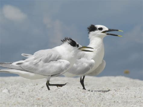 Cabots Tern