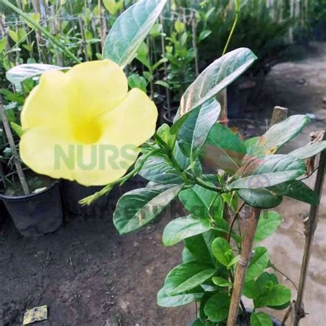 Buy Allamanda Creeper Plant Yellow Online From Nursery Kart