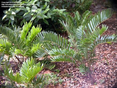 Plantfiles Pictures Zamia Species Coontie Cycad Florida Arrowroot
