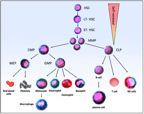 Schematic Of The HSC Differentiation Hierarchy In Normal Hematopoiesis