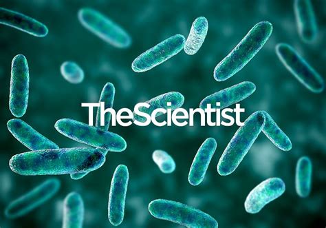 Harnessing Metagenomics For Health And Disease Research The Scientist