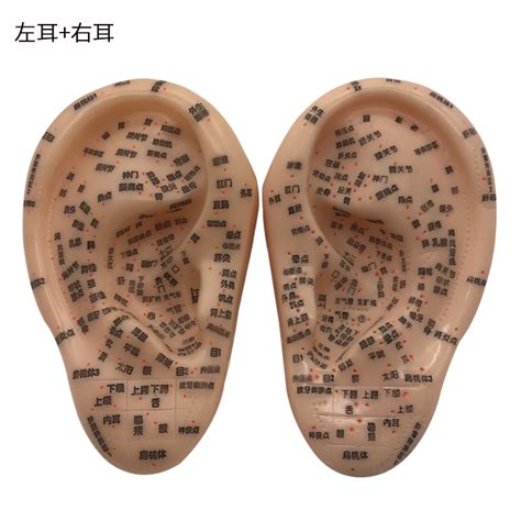 17cm多穴位耳朵模型刻字针灸耳部穴位按摩反射区推拿按压左右耳模 阿里巴巴