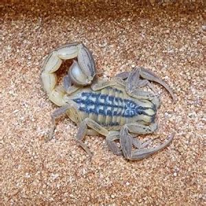 Scorpions Bug Cage Company